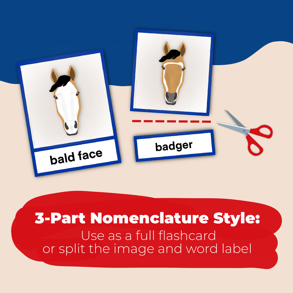 Horse Face & Leg Markings Flashcards – Teaching Aids for EAS