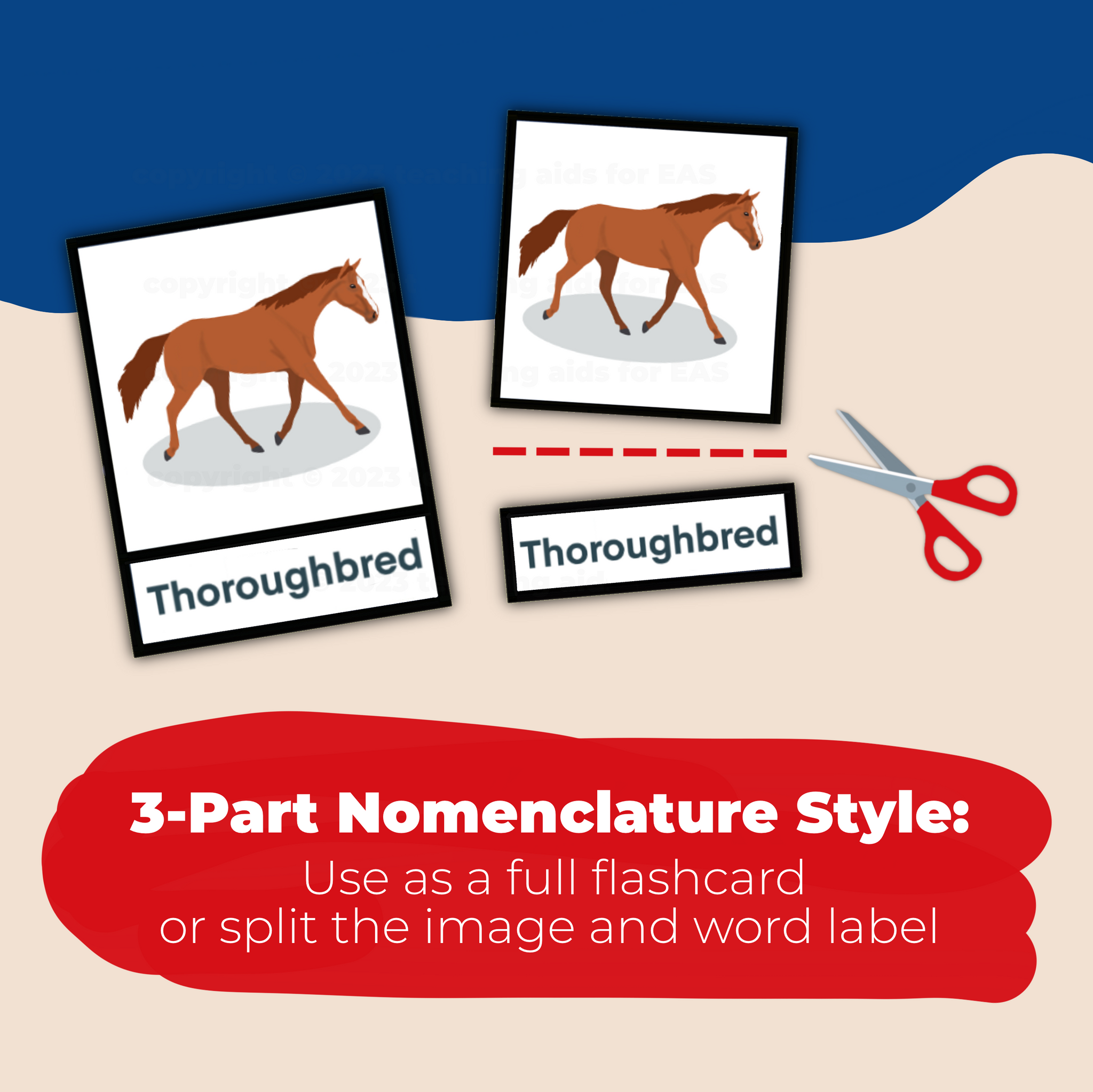 Horse & Pony Breed Flashcards - Therapeutic/Adaptive Riding – Teaching ...