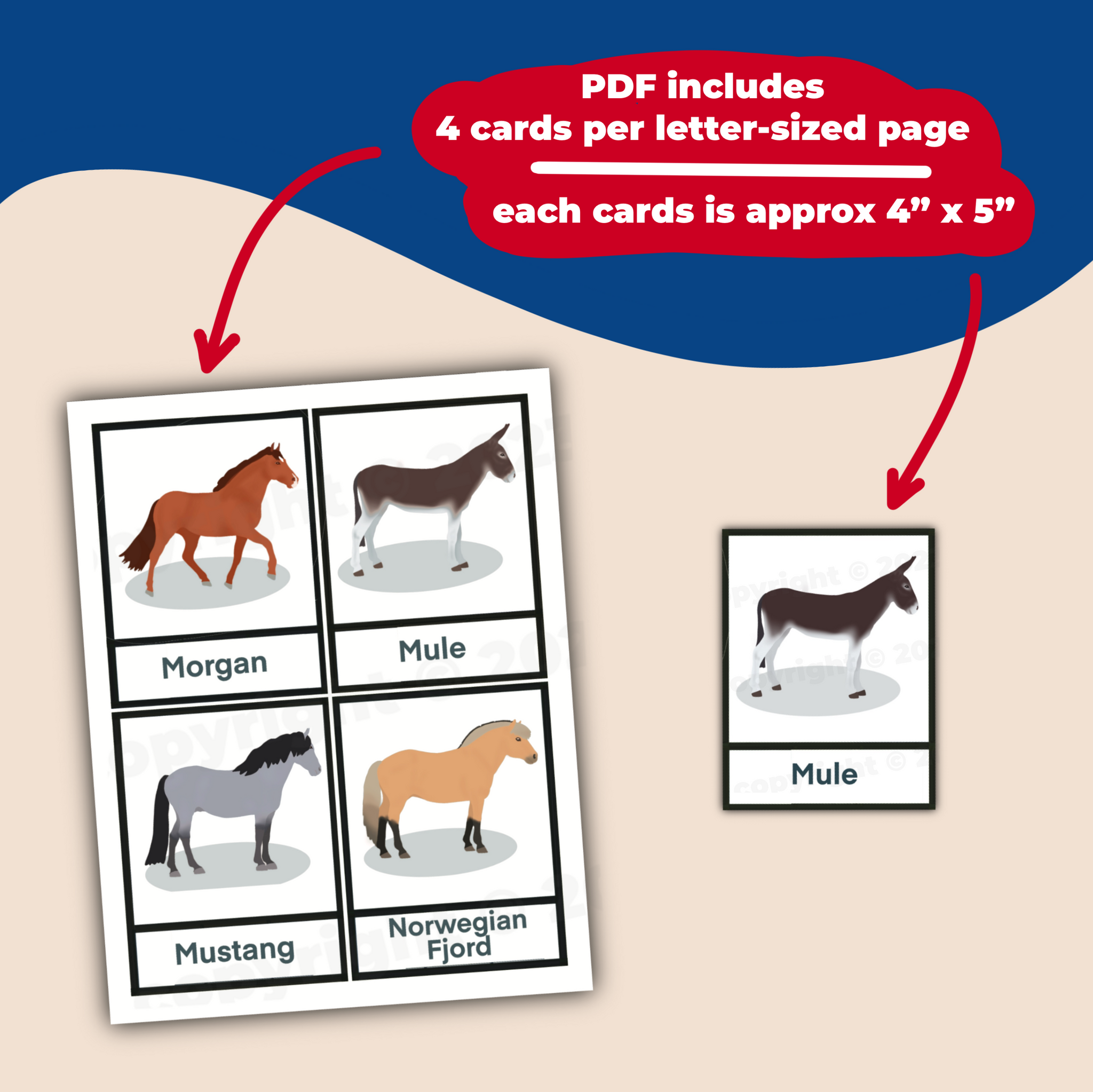 Horse & Pony Breed Flashcards - Therapeutic/Adaptive Riding – Teaching ...